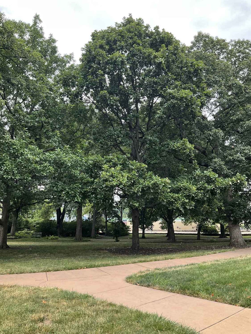 Hybrid Oak 34-35-1 - Linda Hall Library
