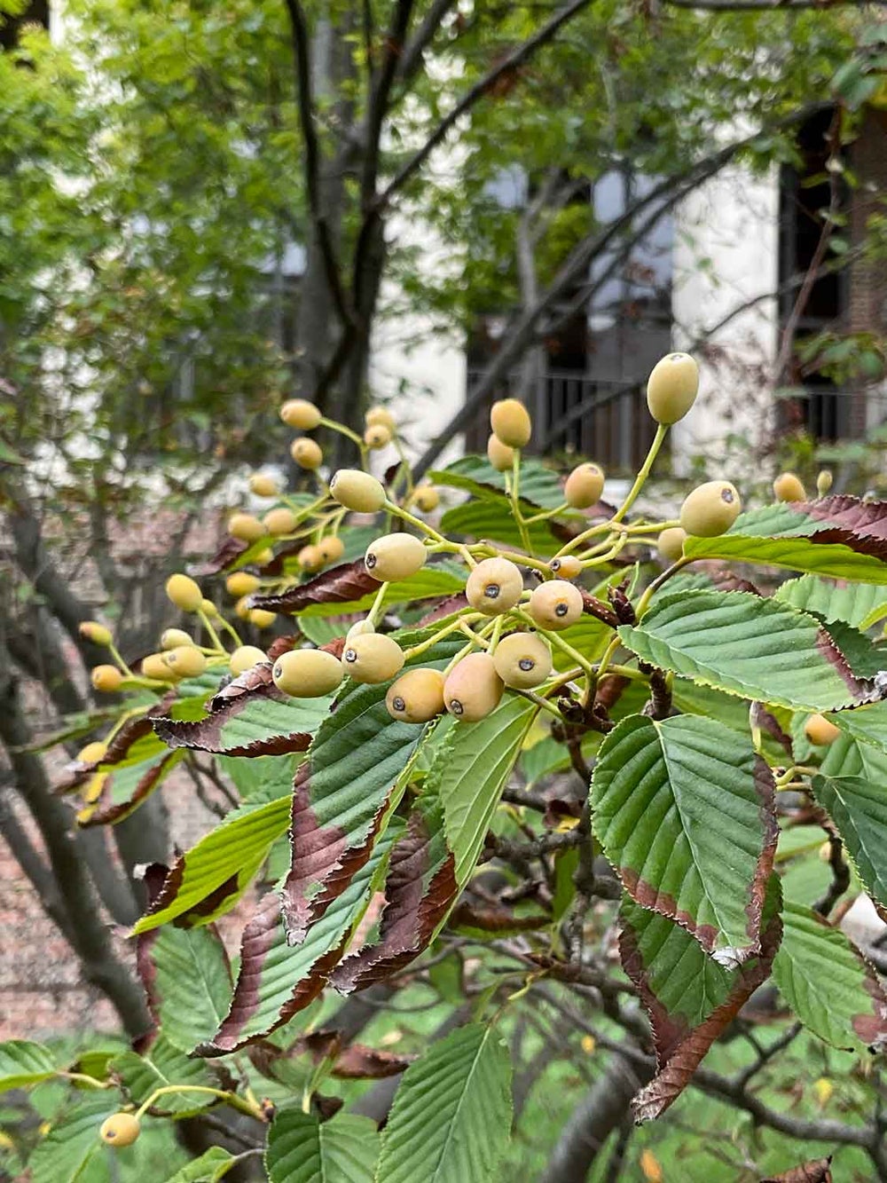 Korean Mountain Ash 38-1-2 - Linda Hall Library