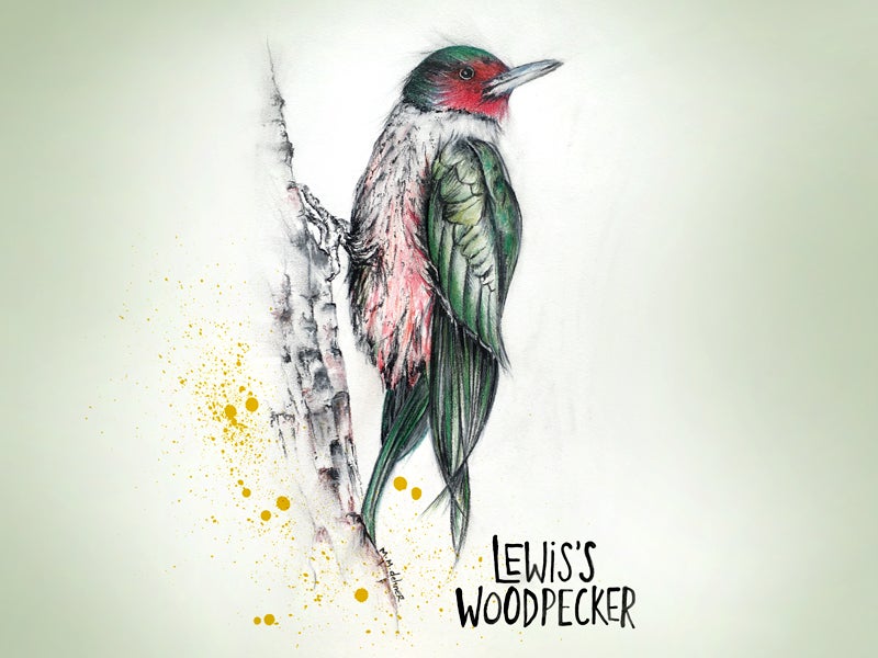 Meriwether Lewis - Linda Hall Library