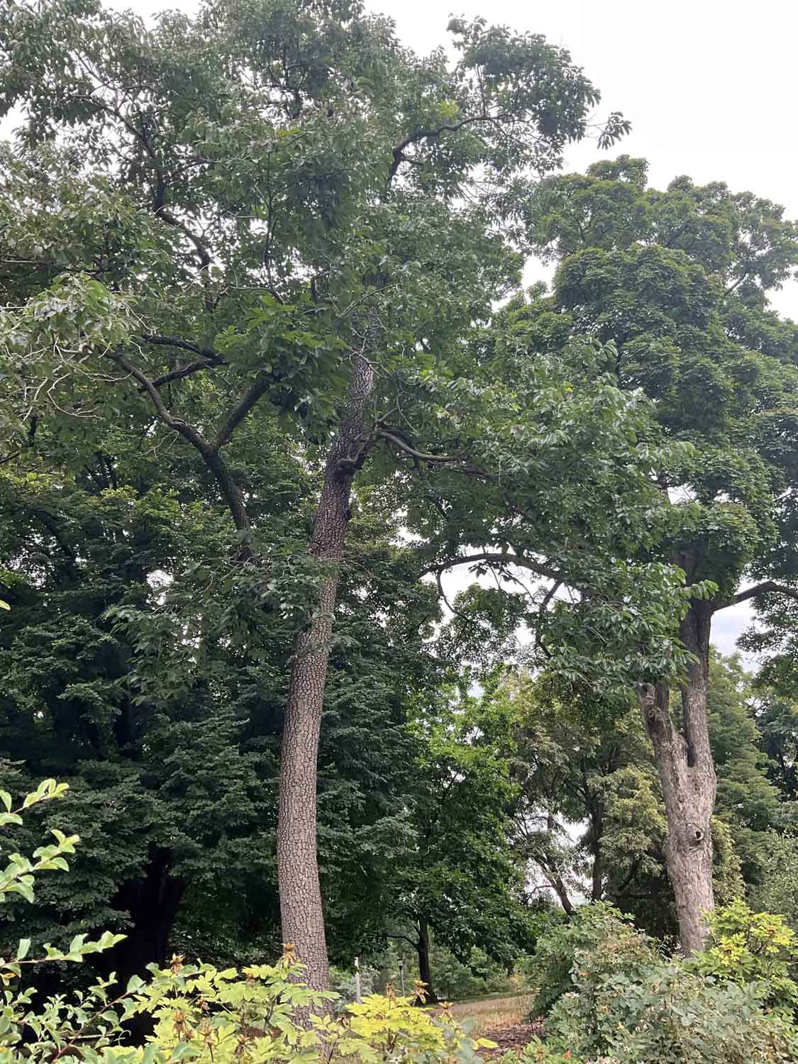 Persimmon 12-1-1 - Linda Hall Library