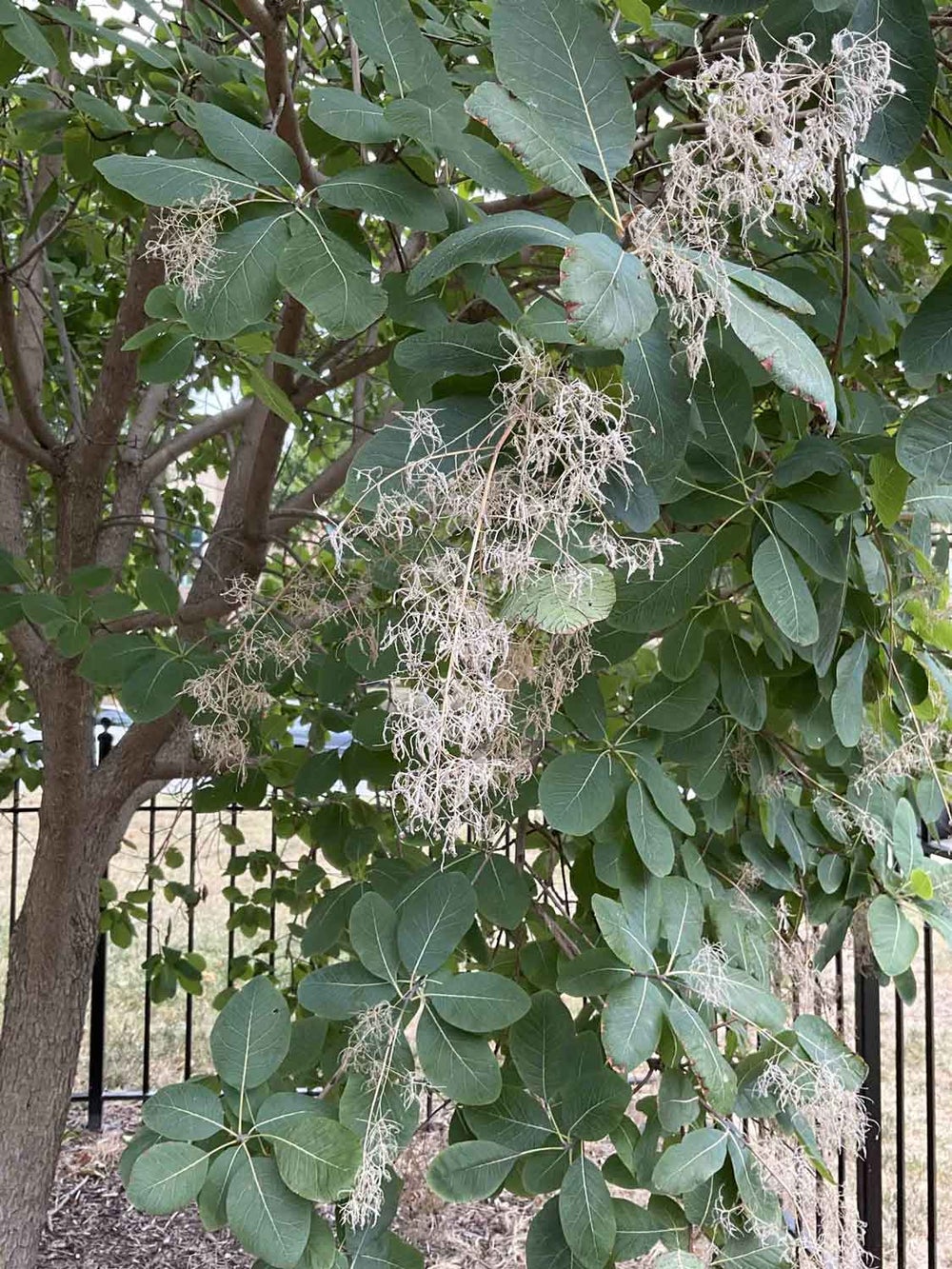 American Smoketree 10B-1-1 - Linda Hall Library