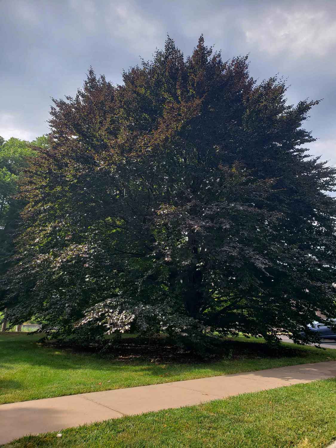 European Beech 14-2-1 - Linda Hall Library