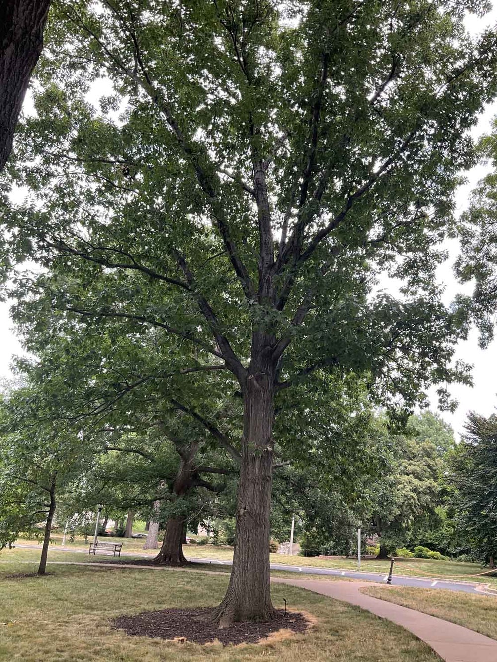 Bottom Oak 34-19-1 - Linda Hall Library