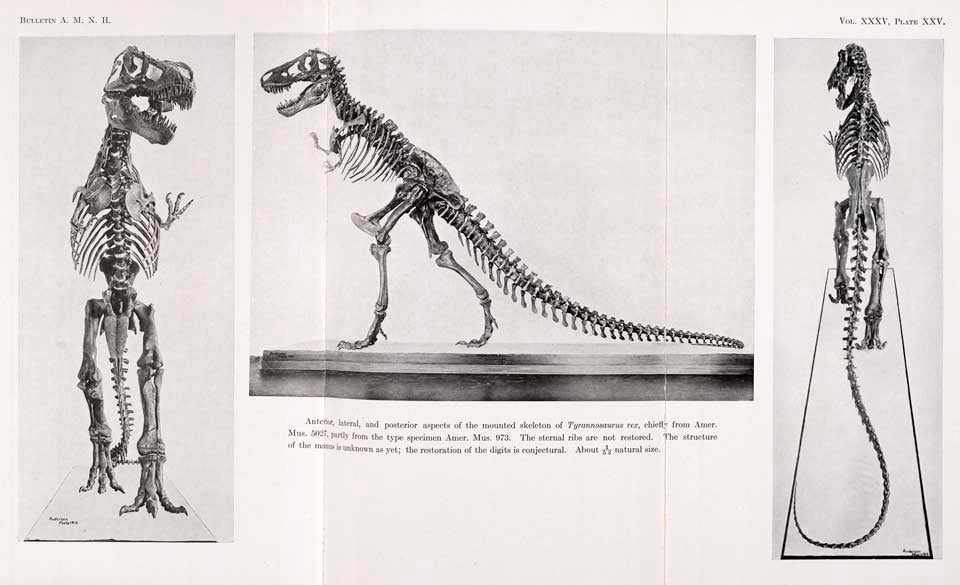 34. Tyrannosaurus Mounted, 1916 - Linda Hall Library