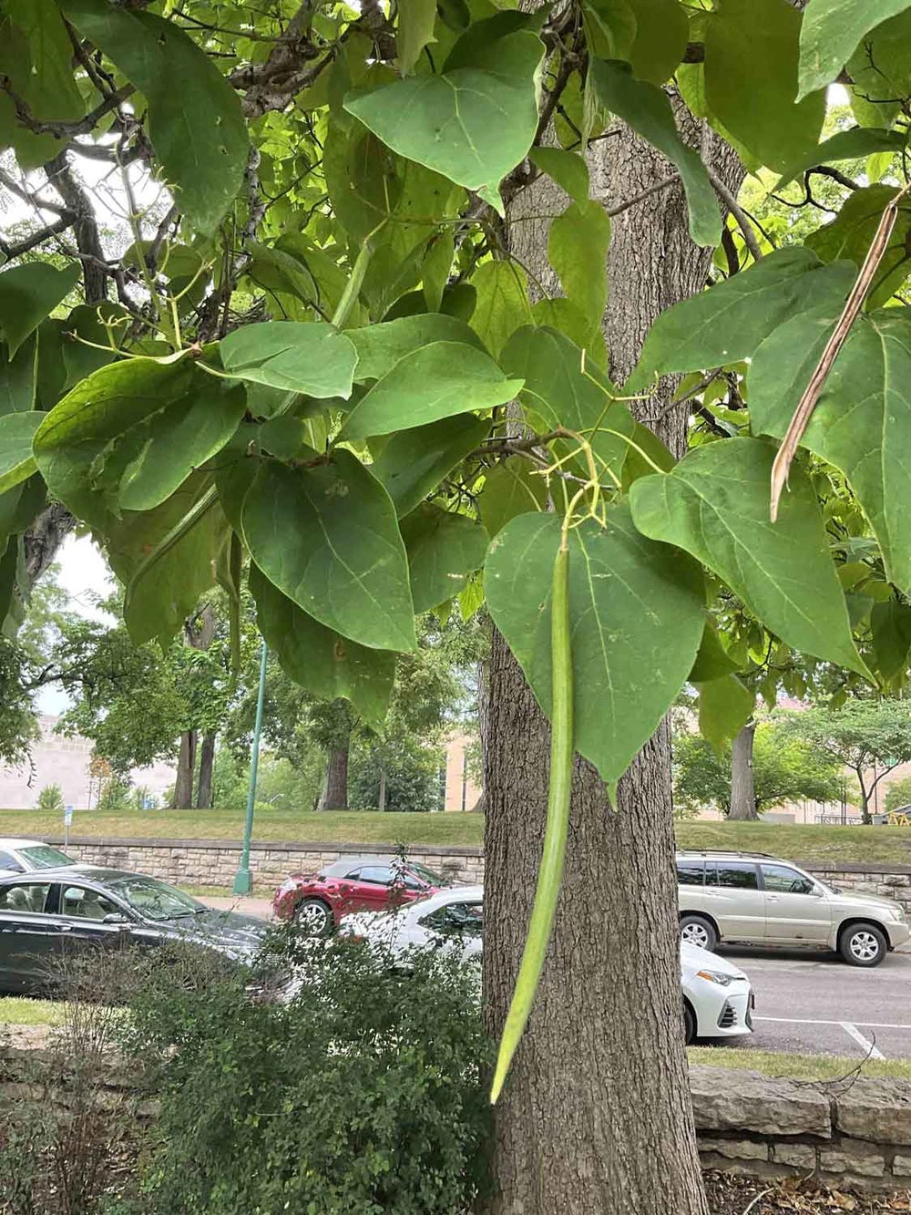 Common Catalpa 5-1-4 - Linda Hall Library