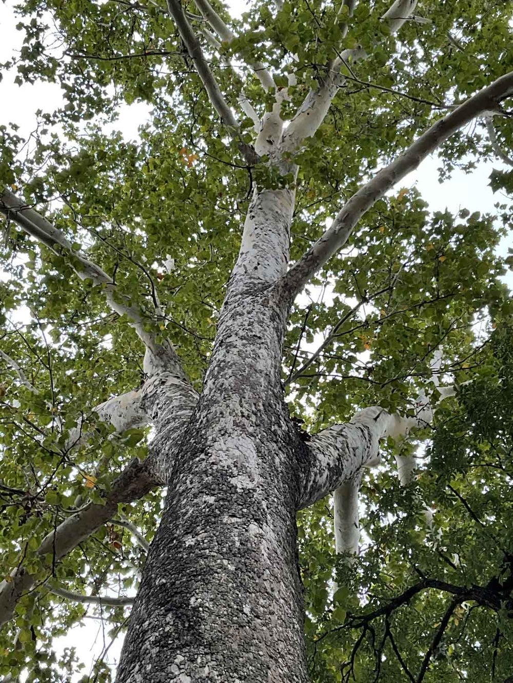 Sycamore 31-1-6 - Linda Hall Library