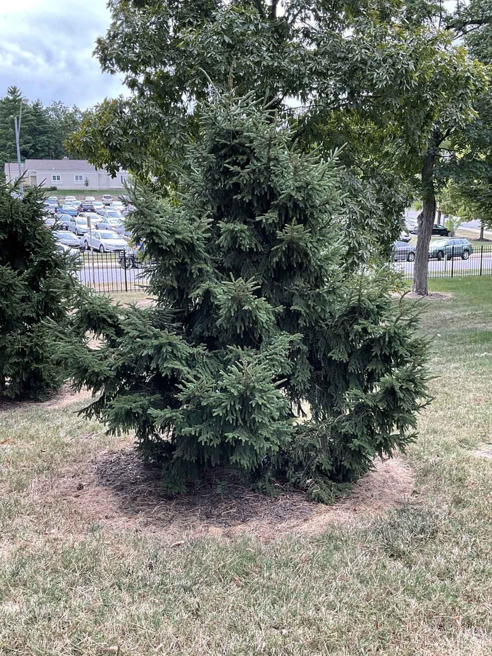 Oriental Spruce 48-8-2 - Linda Hall Library