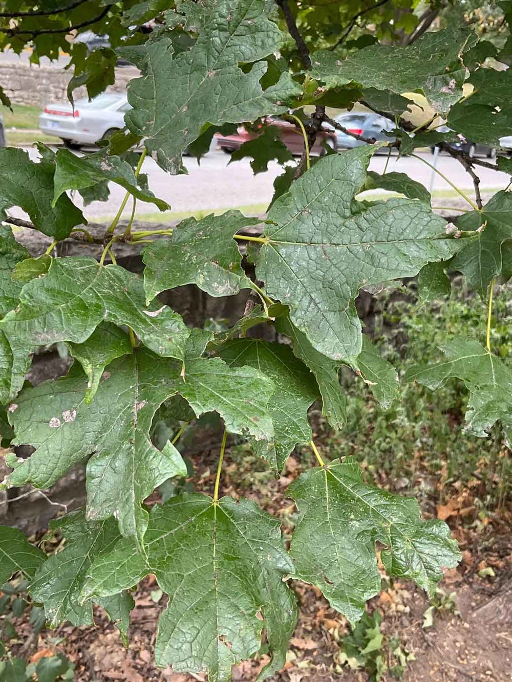 Sugar Maple 1-10-50 - Linda Hall Library