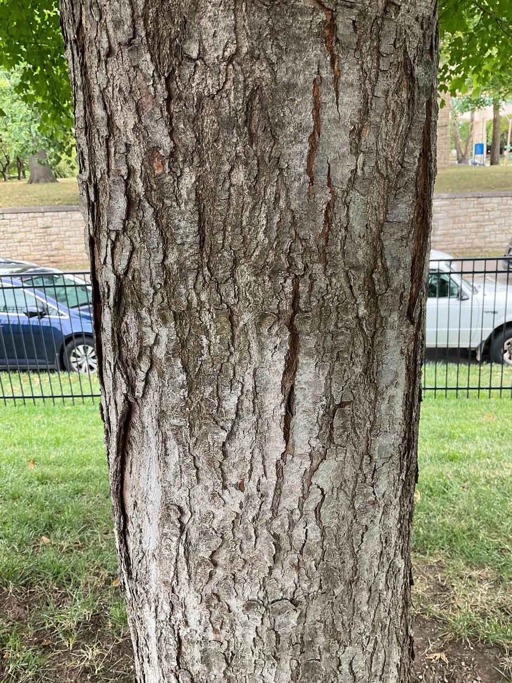 Red Maple 1-32-2 - Linda Hall Library