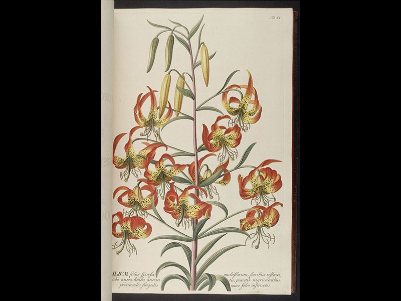 George Ehret - Linda Hall Library