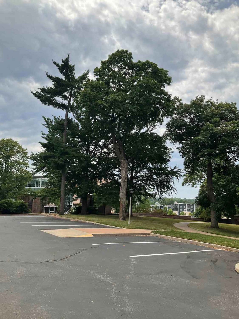 Sugar Maple 1-10-45 - Linda Hall Library