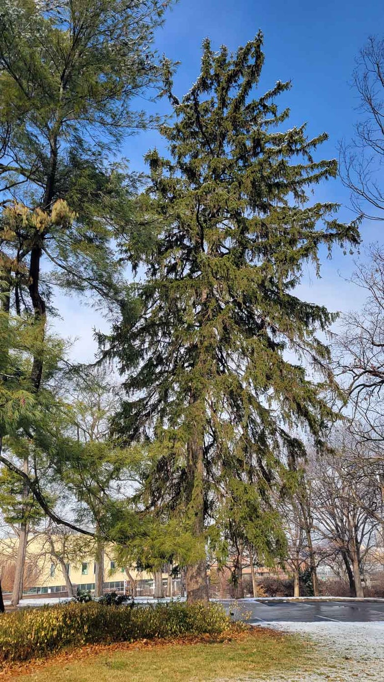 Norway Spruce 48-1-5 - Linda Hall Library