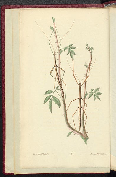 Thomas Say - Linda Hall Library