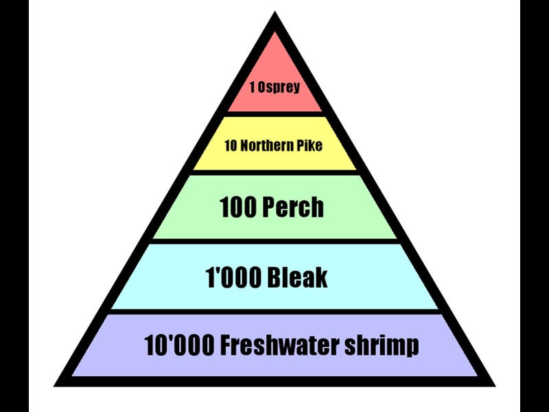 Charles Elton - Linda Hall Library