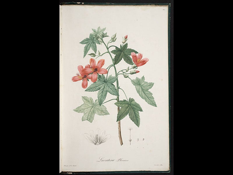 Pierre-Joseph Redouté - Linda Hall Library