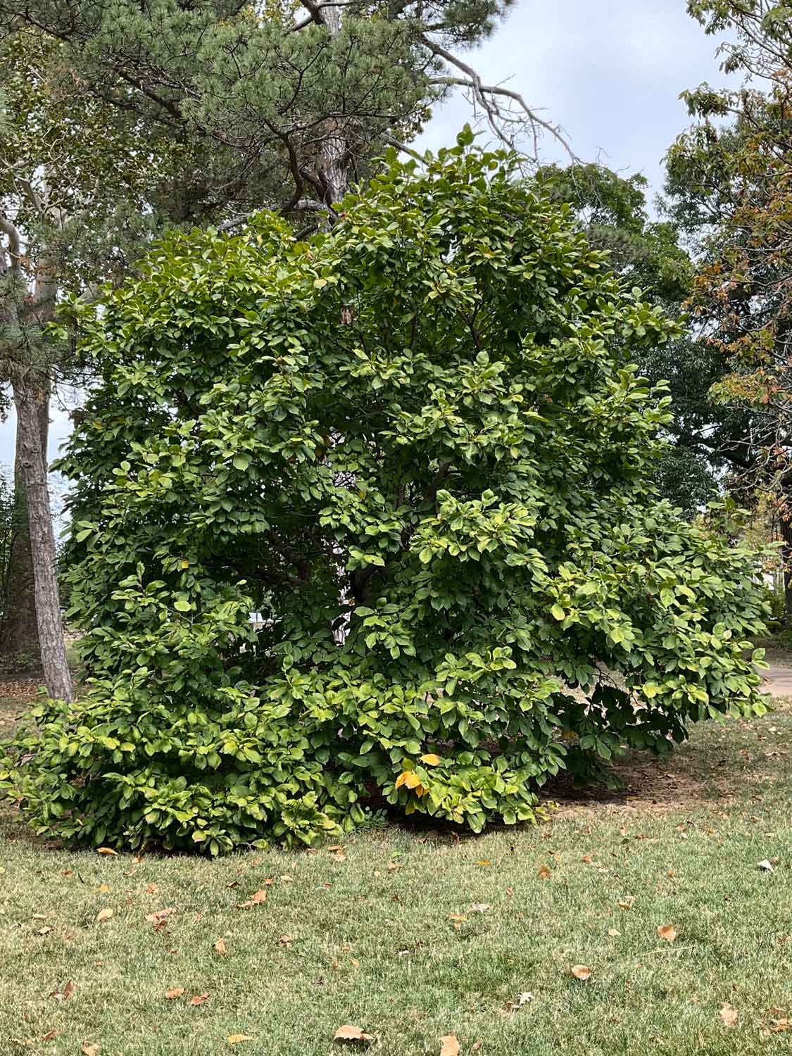 Yulan Magnolia 25-1-1 - Linda Hall Library