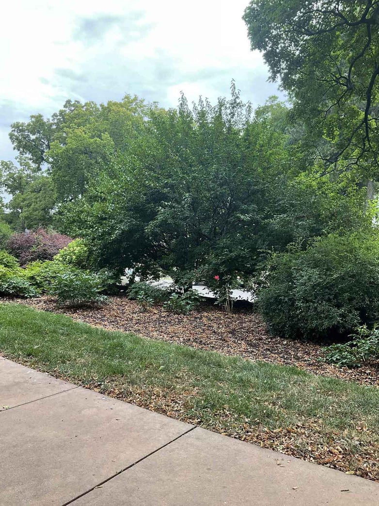 Japanese Cornel Dogwood 10-5-2 - Linda Hall Library