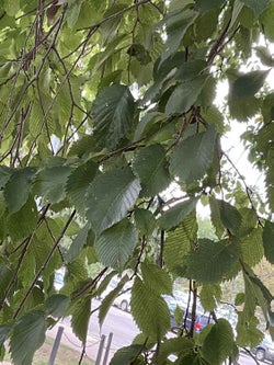 American Elm 44-1-26 - Linda Hall Library