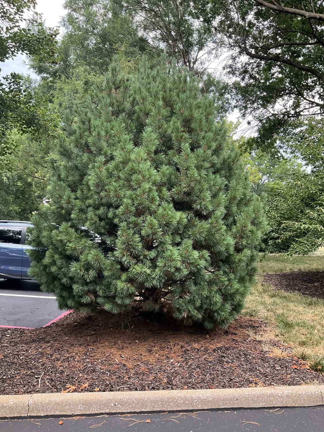 Swiss Stone Pine 49-7-4 - Linda Hall Library