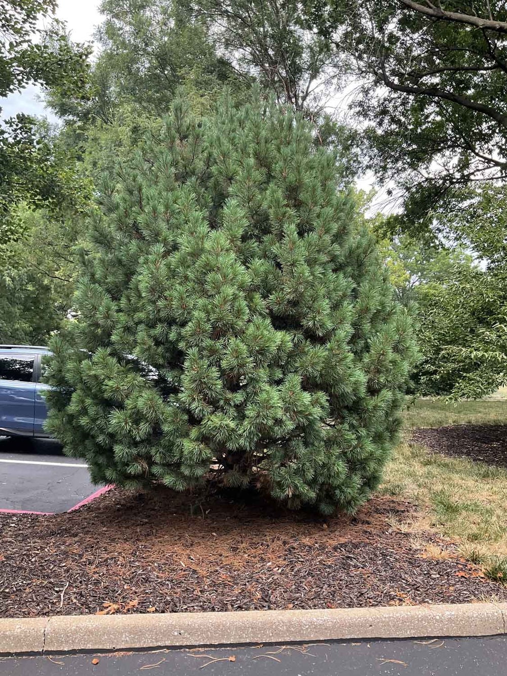 Swiss Stone Pine 49-7-4 - Linda Hall Library