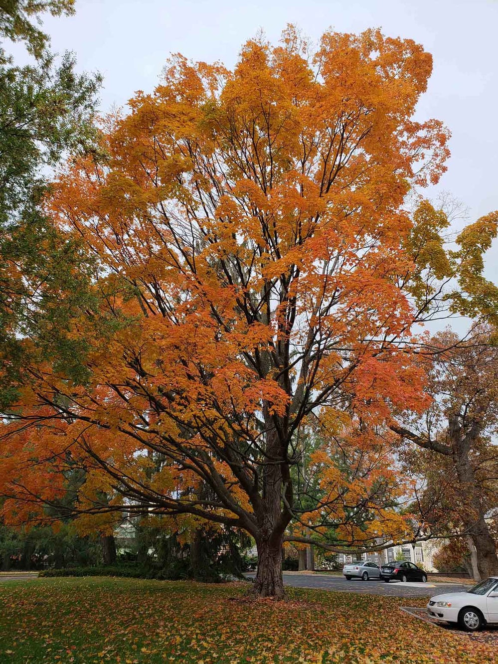 Sugar Maple 1-10-40 - Linda Hall Library