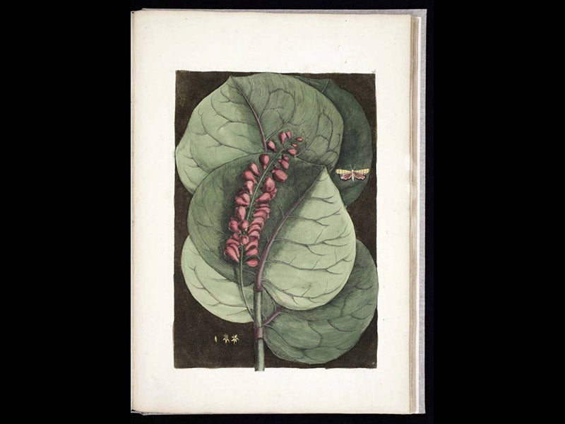 George Ehret - Linda Hall Library