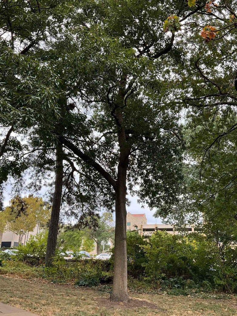 Sawtooth Oak 34-28-1 - Linda Hall Library