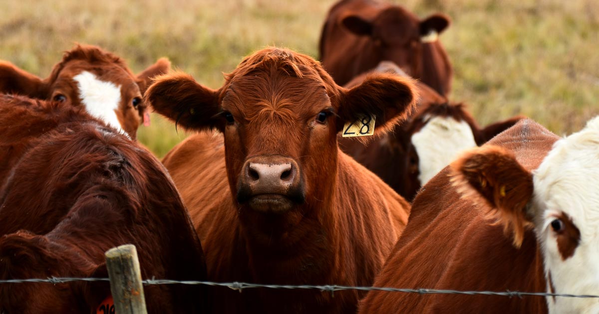 Livestock Mortality Insurance | South Carolina | Independent Agents