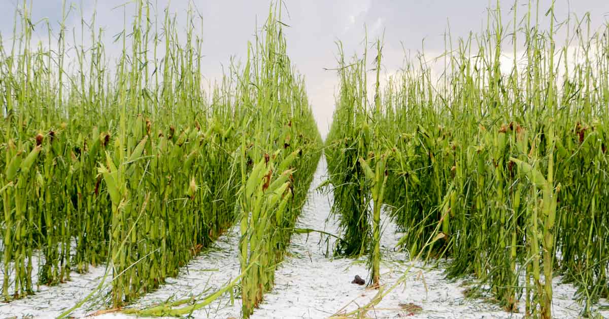 How Does Crop-Hail Insurance Work? | Mississippi | Independent Agents