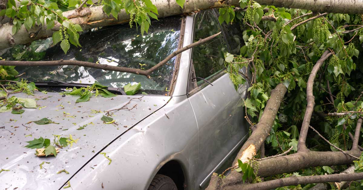 Neighbor's Tree Fell on My Car: Who's Responsible? | Independent Agents