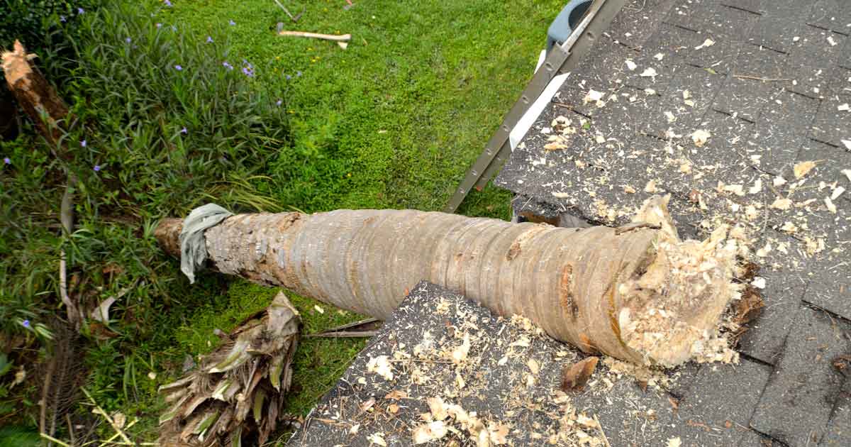 Neighbor's Tree Fell on My Florida Home| Who Pays? | Independent Agents