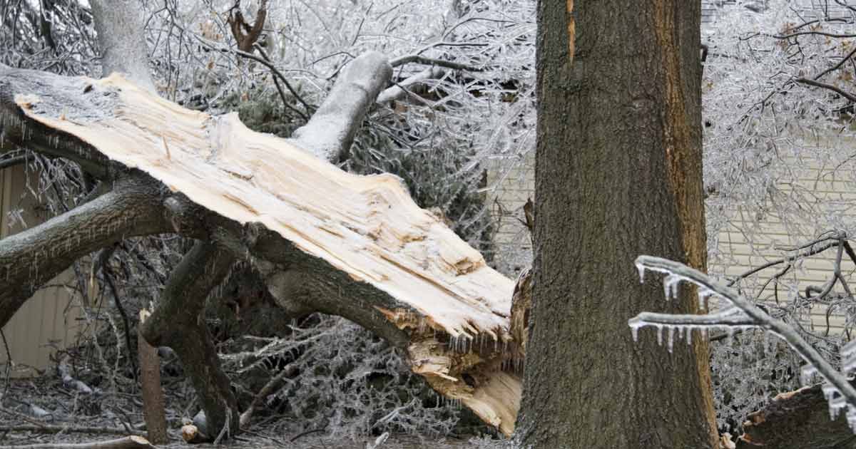 Neighbor Tree Falls on Your Illinois Home | Covered? | Independent Agents