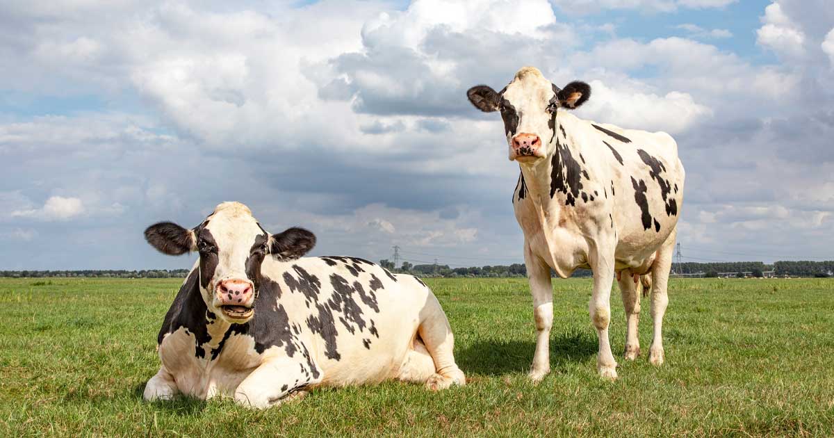 Best Farm Insurance Companies | South Carolina | Independent Agents