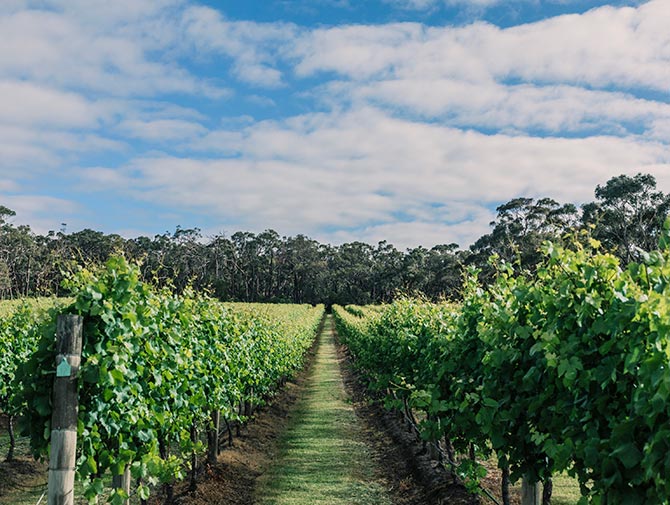 Australian Wine | Mornington Peninsula wine region