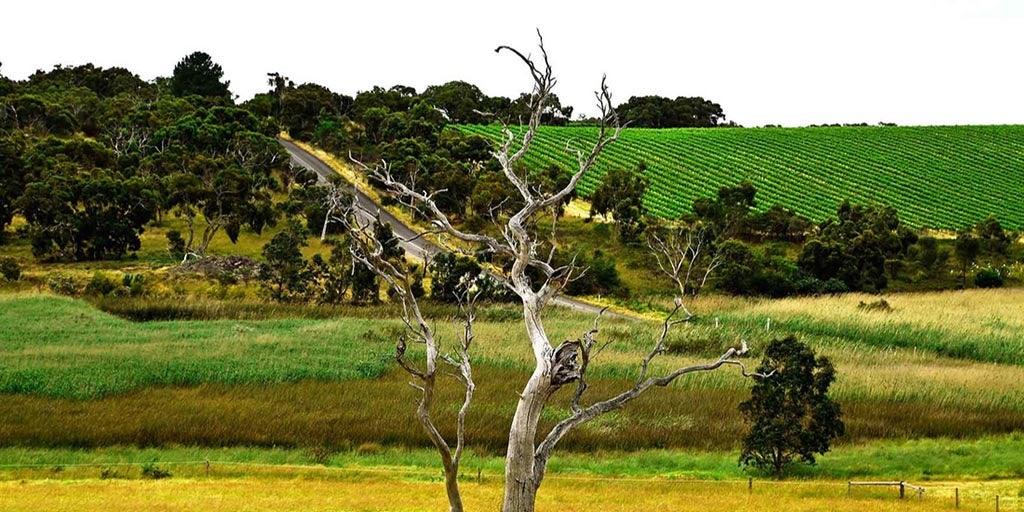 Australian Wine | Australian wine regions