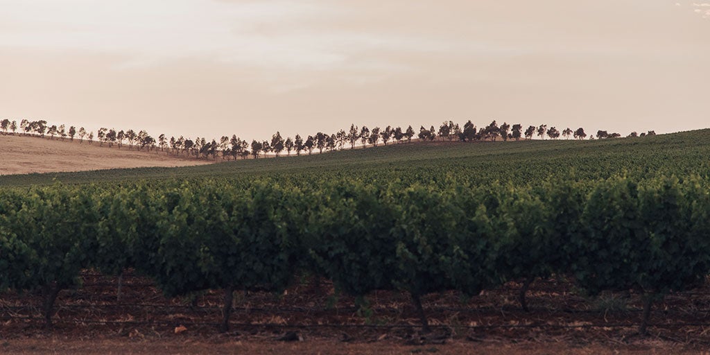 Australian Wine | Clare Valley Wine Region