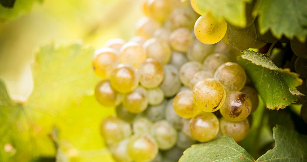Australian Wine | Viognier