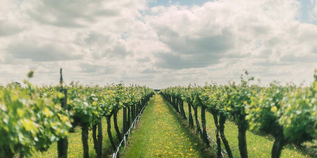 Australian Wine | Coonawarra Wine Region