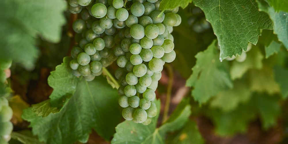 Australian Wine | Our Wines