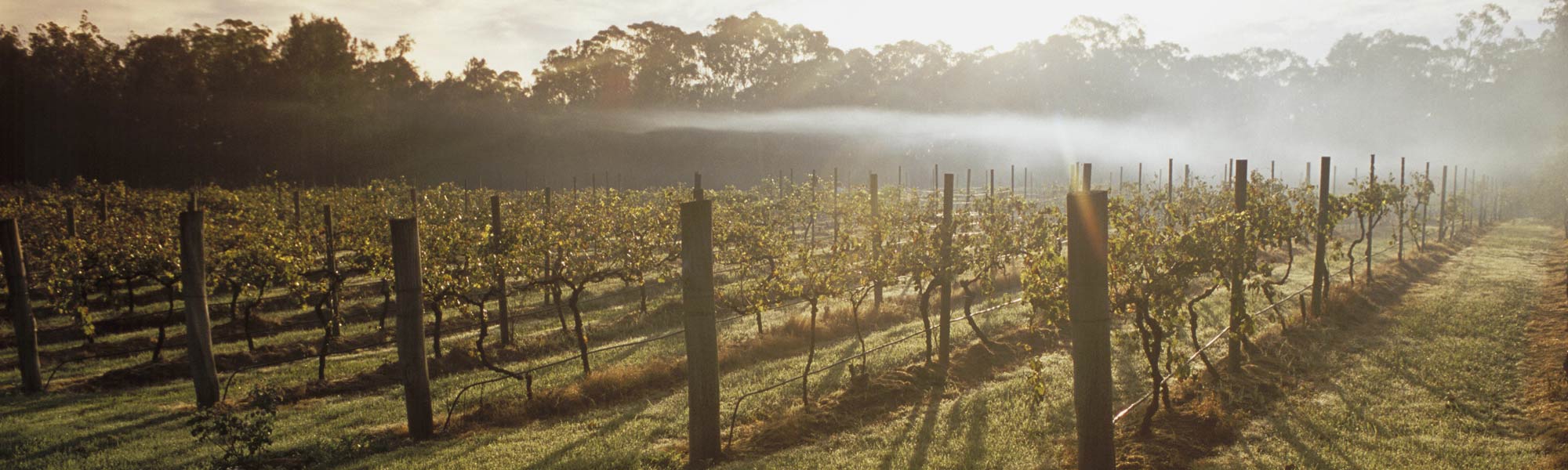 Australian Wine | Semillon