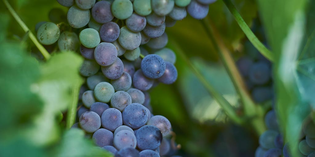 Australian Wine | Grenache