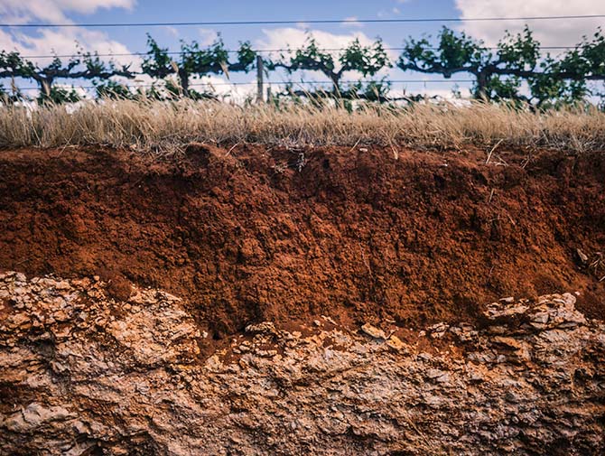 Australian Wine | Coonawarra Wine Region