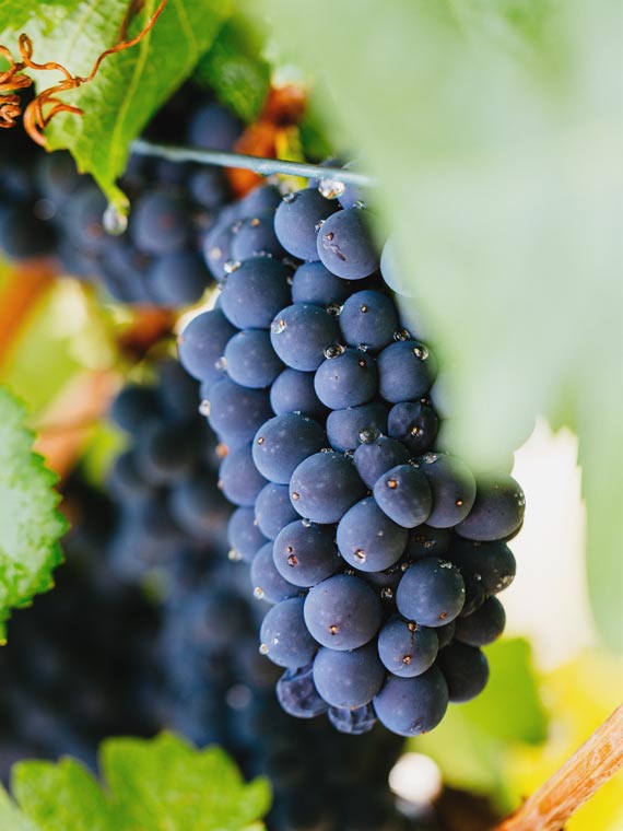 Australian Wine | Pinot Noir