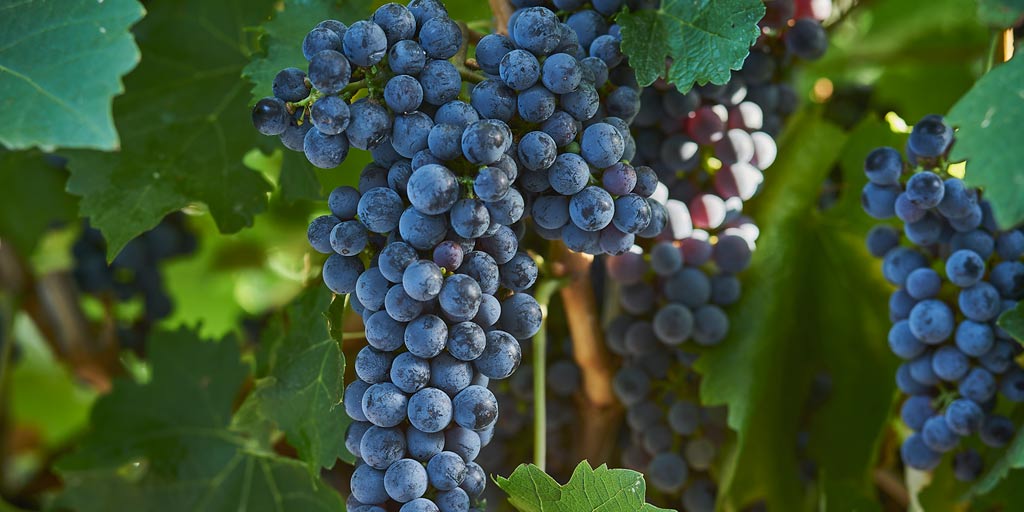 Australian Wine | Granite Belt wine region