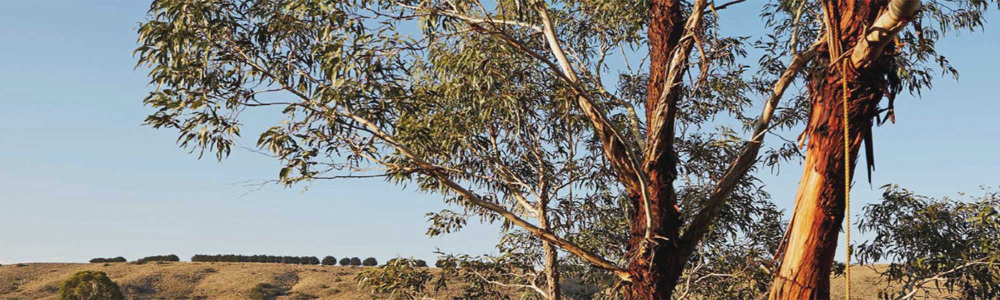 Australian Wine | Sunbury wine region