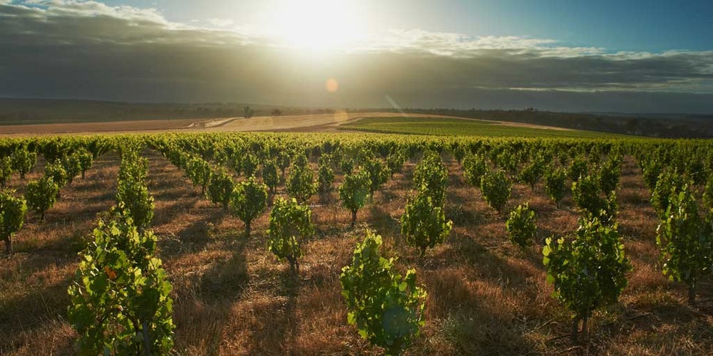 Australian Wine | Geographe Wine Region