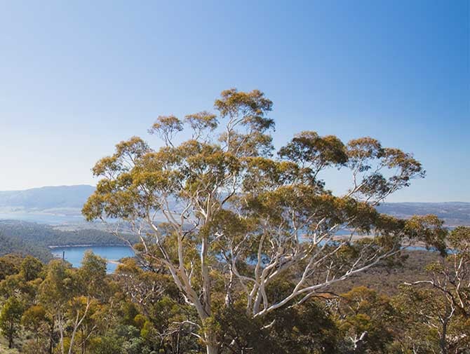 Australian Wine | Tumbarumba