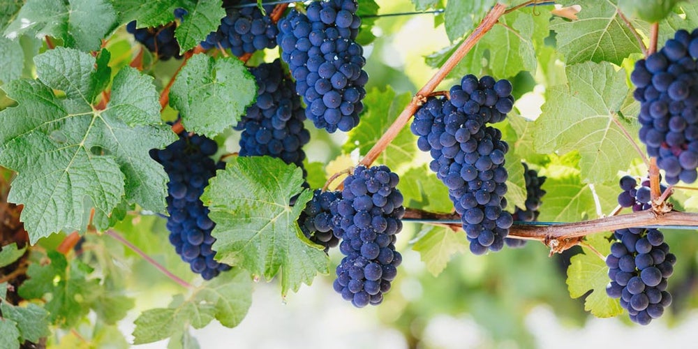 Australian Wine | Semillon