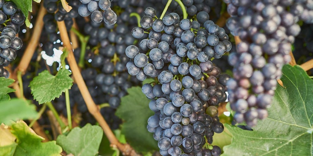 Australian Wine | Merlot