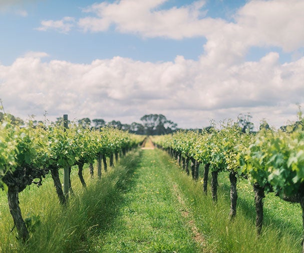 Australian Wine | Coonawarra Wine Region